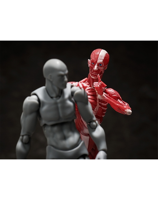 figma Human Anatomical Model | GOODSMILE GLOBAL ONLINE SHOP